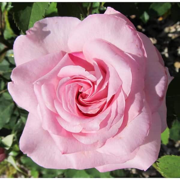 Wekiva Foliage Belinda's Dream Rose Bush-Live Starter Plant in a 2 Inch ...