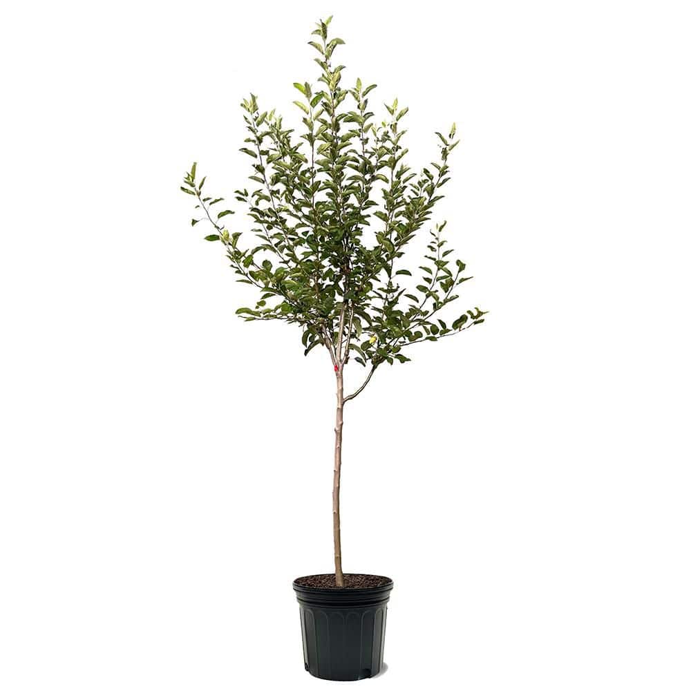 7 gal. Suncrisp Apple Decidous Tree APPSUN07G - The Home Depot