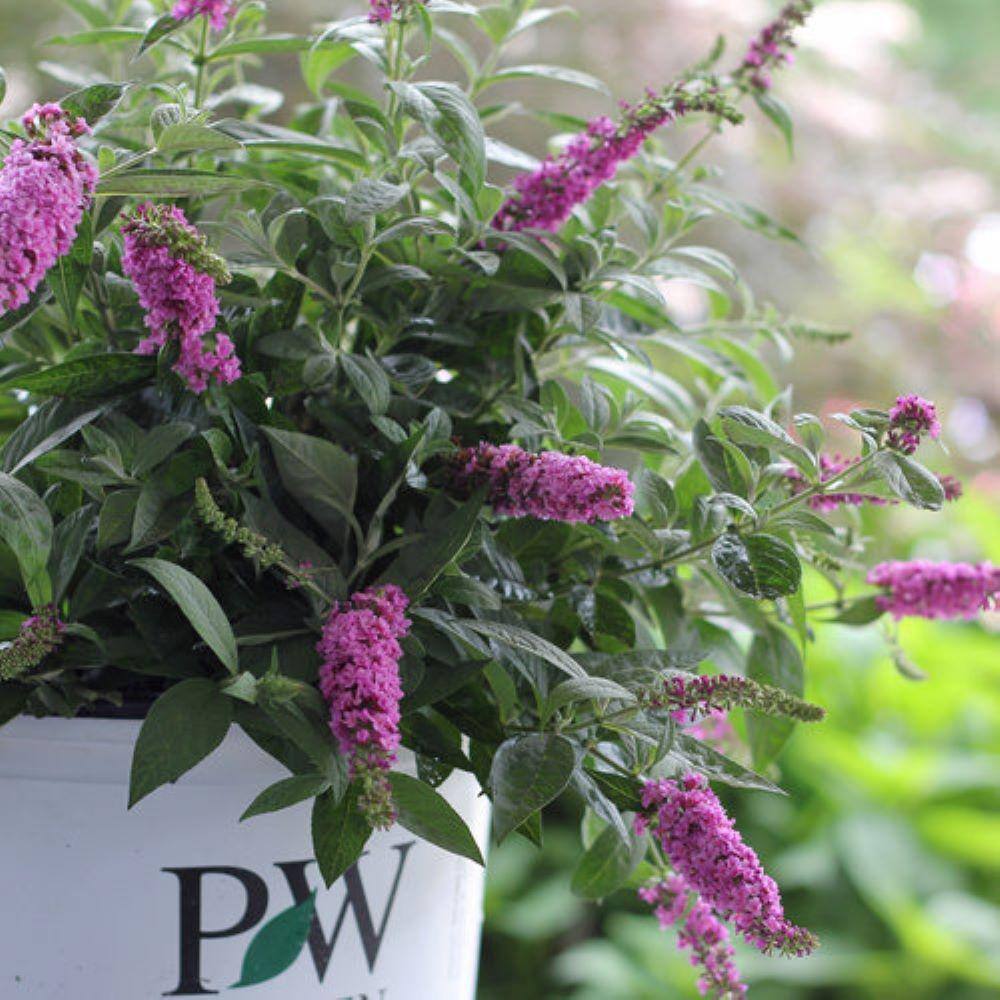 Butterfly Bush Micro Chip Pink Plant #7 1006110655 - The Home Depot