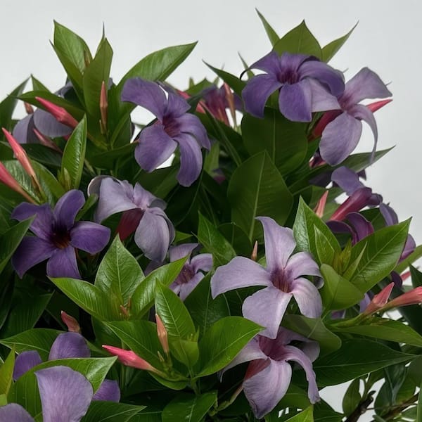 national PLANT NETWORK 4 in. Mandevilla Bluephoria Summer Annual Plant ...