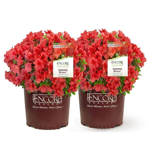 Reviews for ENCORE AZALEA 1 Gal. Autumn Bravo Shrub with Red Flowers (2 ...