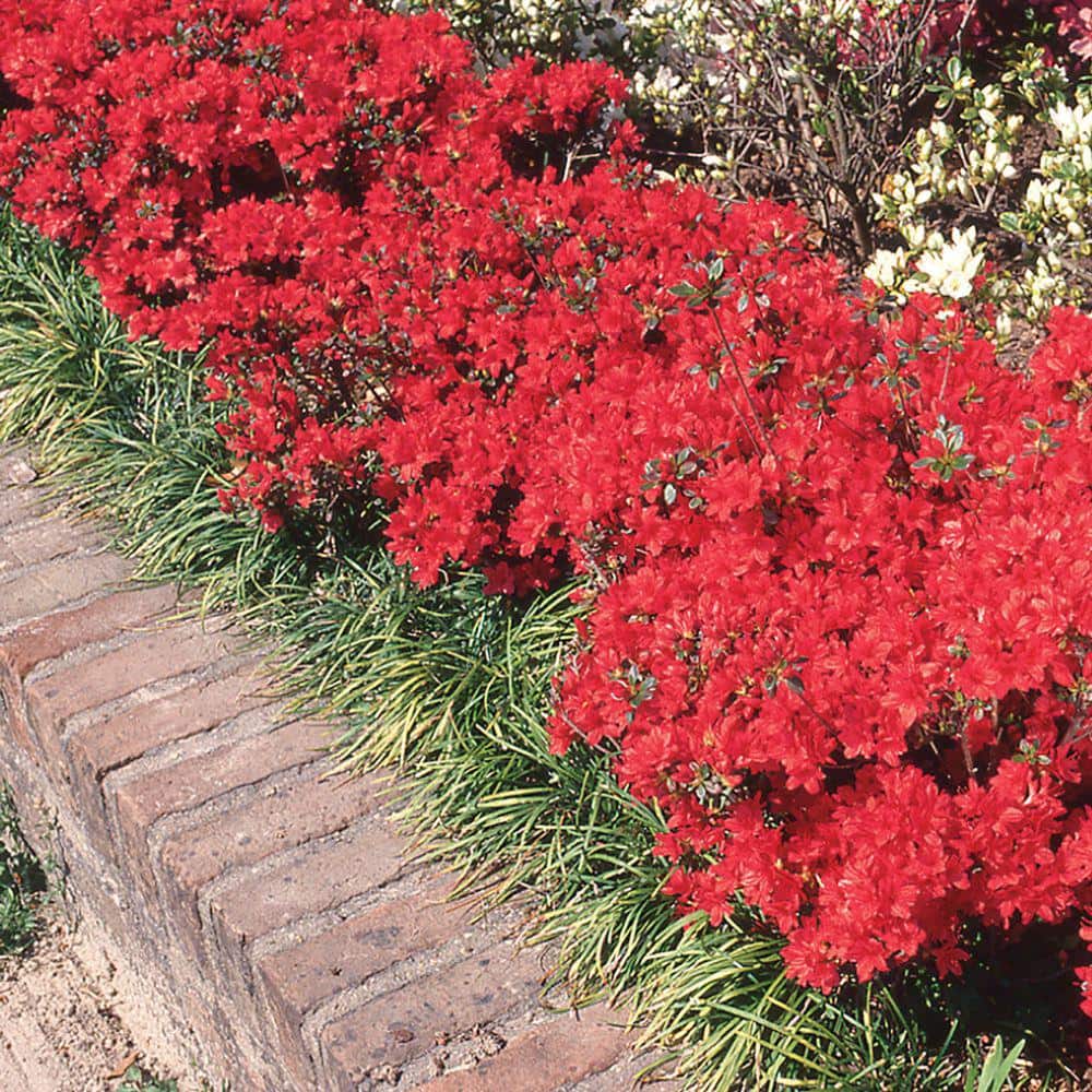 Cottage Gardens 8 In. Stewartstonian Azalea Shrub with Red Flowers 5620 ...