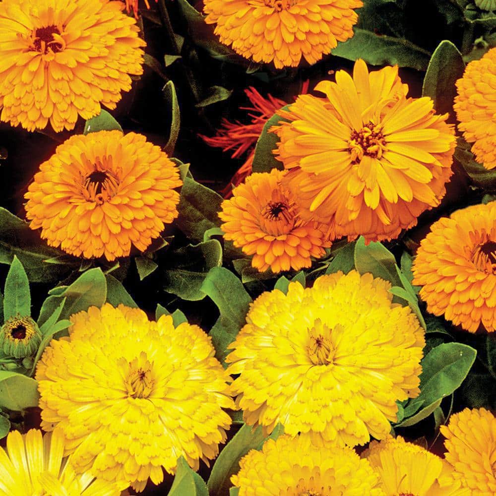 SMART PLANET 2G Smart Planet Tagetes Plant 1002631101 - The Home Depot
