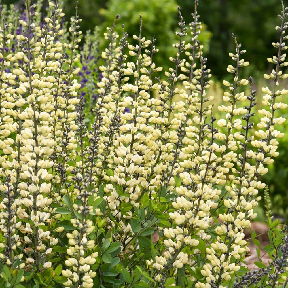 Proven Winners 0.65 Gal. Decadence 'Vanilla Cream II' False Indigo ...