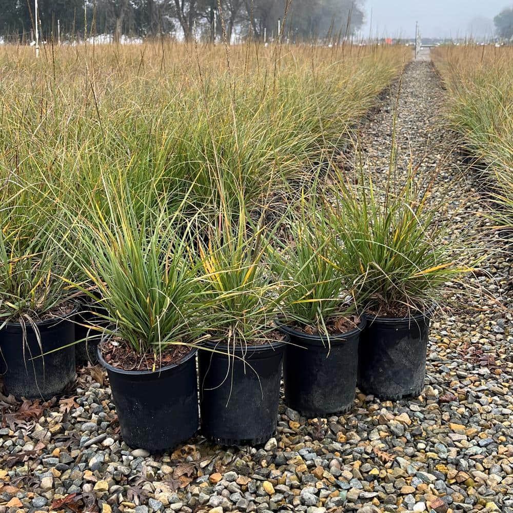 Alder & Oak #1 Container California Deer Grass (4-Pack) MURI01 - The ...