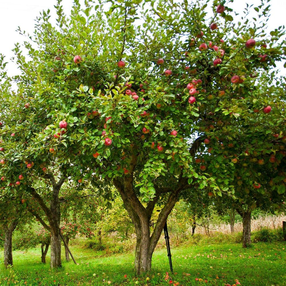 national PLANT NETWORK Bareroot Fuji Deciduous Apple Tree HD2230 - The ...