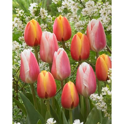 Tulip - Flower Bulbs - Garden Flowers - The Home Depot