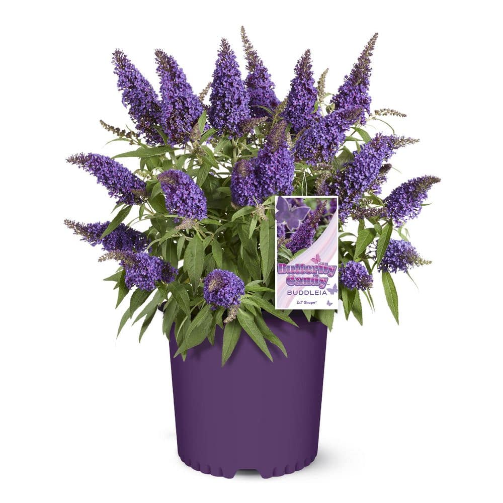 BUTTERFLY CANDY 2.5 qt. Lil' Grape Butterfly Bush (Buddleia) Live Shrub ...