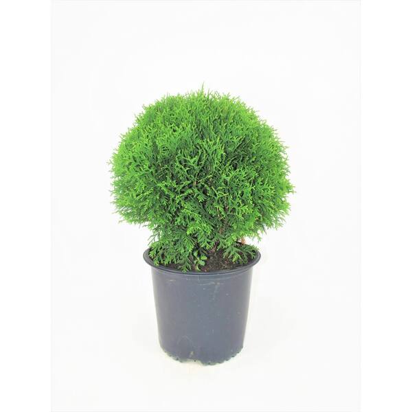 BELL NURSERY 1 Gal. Heather Flowering Live Shrub with Pink-White Blooms ...