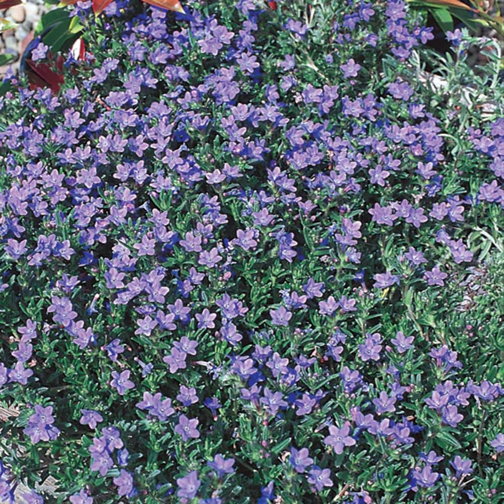 1 gal. Blue Lithodora Plant in Grower's Pot 1006147277 - The Home Depot