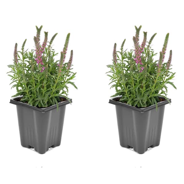 1.0 qt. Veronica Giles Van Hees Perennial Plant with Pink Flowers-(2 ...