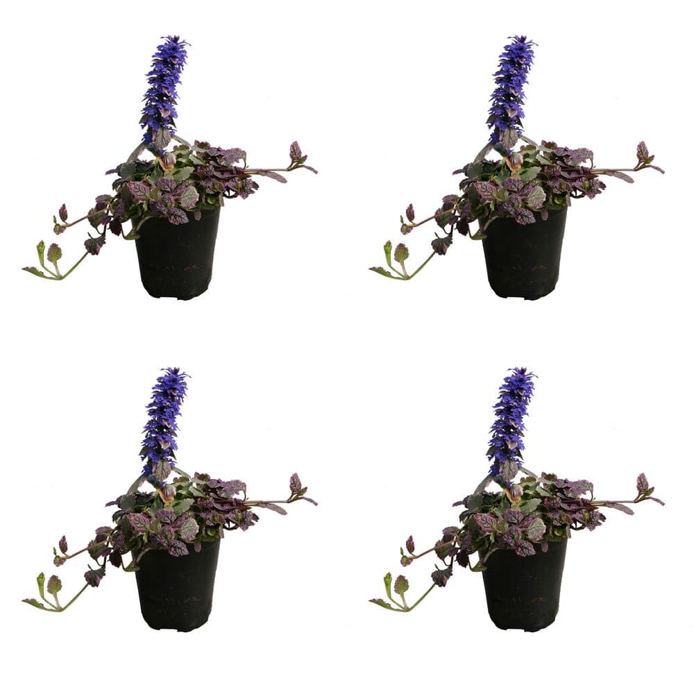 Reviews for Unbranded. 1.0 qt. Ajuga 'Burgundy Glow' Perennial Plant ...