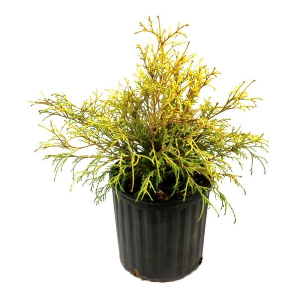 national PLANT NETWORK 3 gal. Gold Mop Cypress Shrub HD1660 - The Home ...