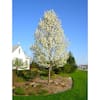 Online Orchards Cleveland Select Flowering Pear Tree Bare Root FLPR001 ...