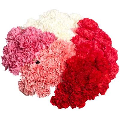 Globalrose Fresh Beautiful Color Carnations (200 Stems)-carnations ...