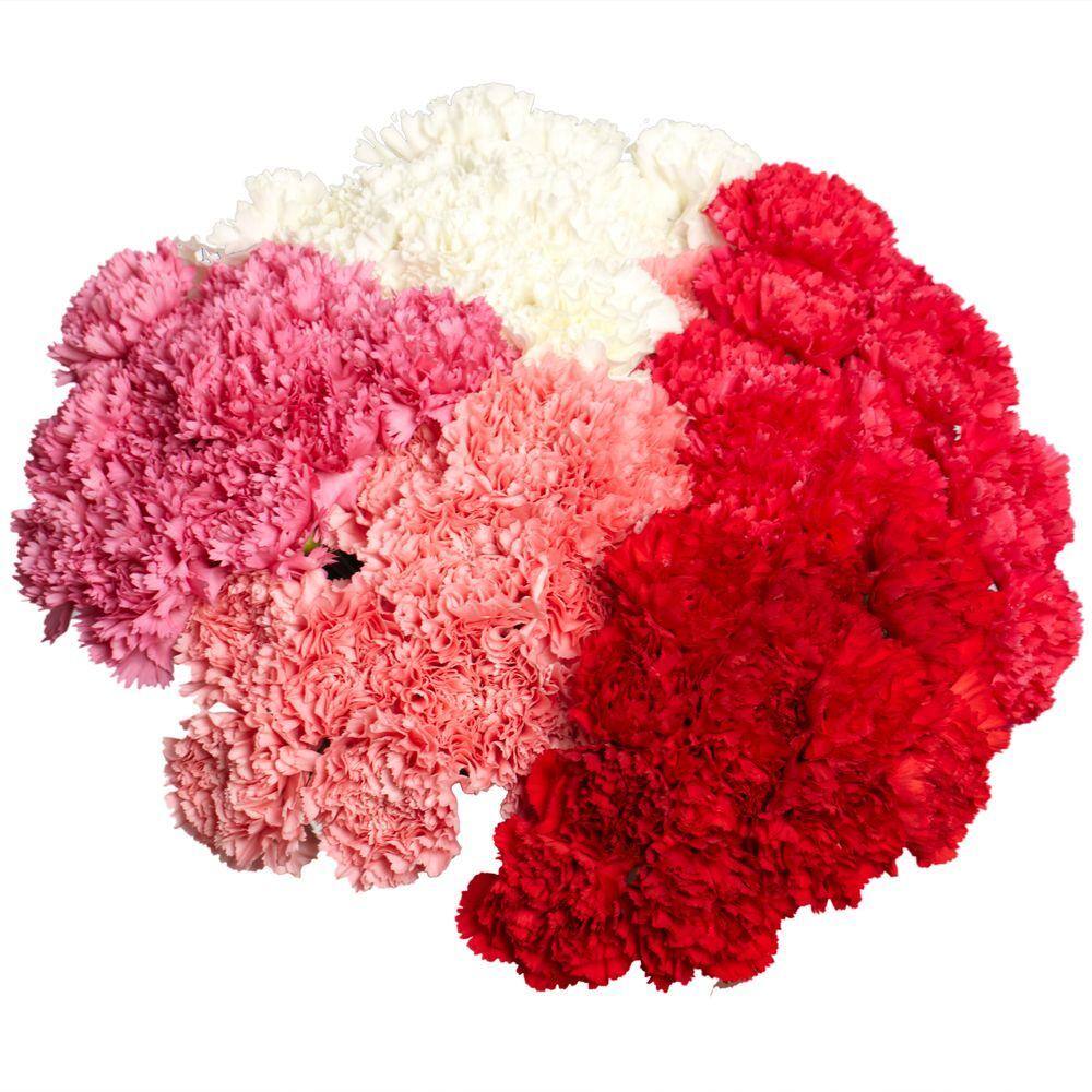 Globalrose Fresh Christmas Carnations (200 Stems)-xmas-carnations-200 ... Globalrose Fresh Christmas Carnations (200 Stems)-xmas-carnations-200 ...