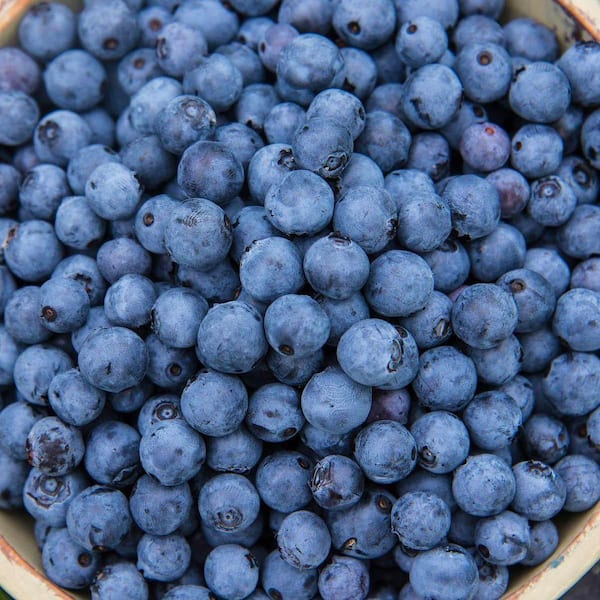 DIRECT GARDENING 3 Gal. Pot, Mini Blues Blueberry Bush Fruit Bearing ...