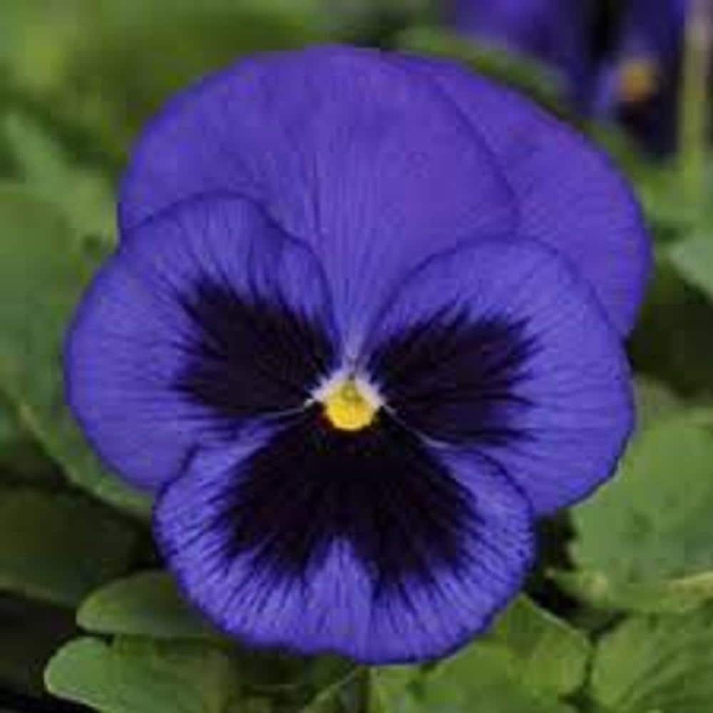 BELL NURSERY 4 in. Blue Blotch Pansy Annual Live Plant with Blue ...