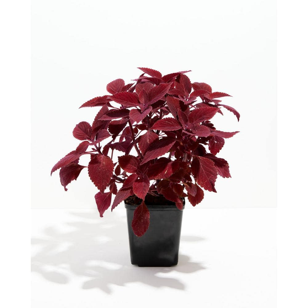 LIVELY ROOT 1 Gal. Red Rediculous coleus (Plectranthus scutellarioides ...