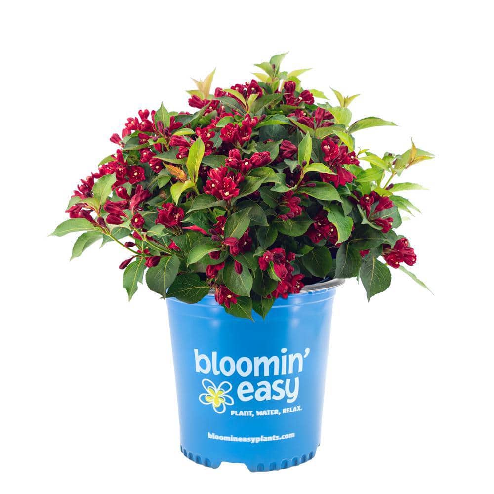 BLOOMIN' EASY 2 Gal. Maroon Swoon Weigela Live Shrub, Dark Red Flowers ...