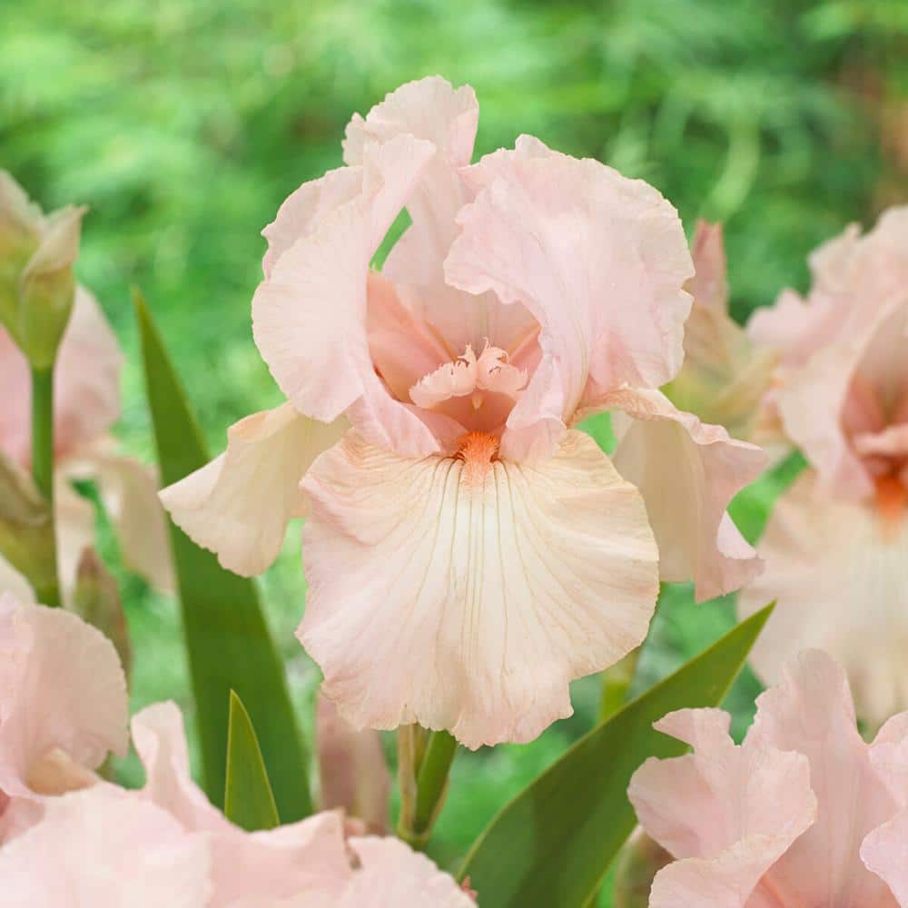 Vigoro #1, Pink Attraction Bearded Iris Flower Bulbs, Bare Roots (Bag ...