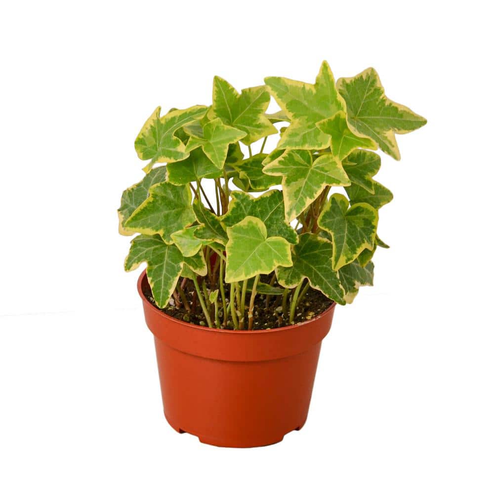 PPC INTERNATIONAL LLC English Ivy Gold Child (Hedera helix) Plant in 4 ...