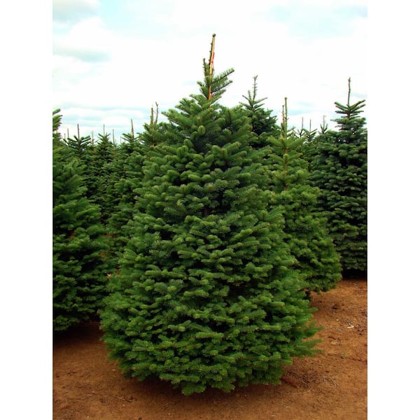 KIRK INTERNATIONAL INC 6-7 ft. Freshly Cut Live Abies Noble Fir ...