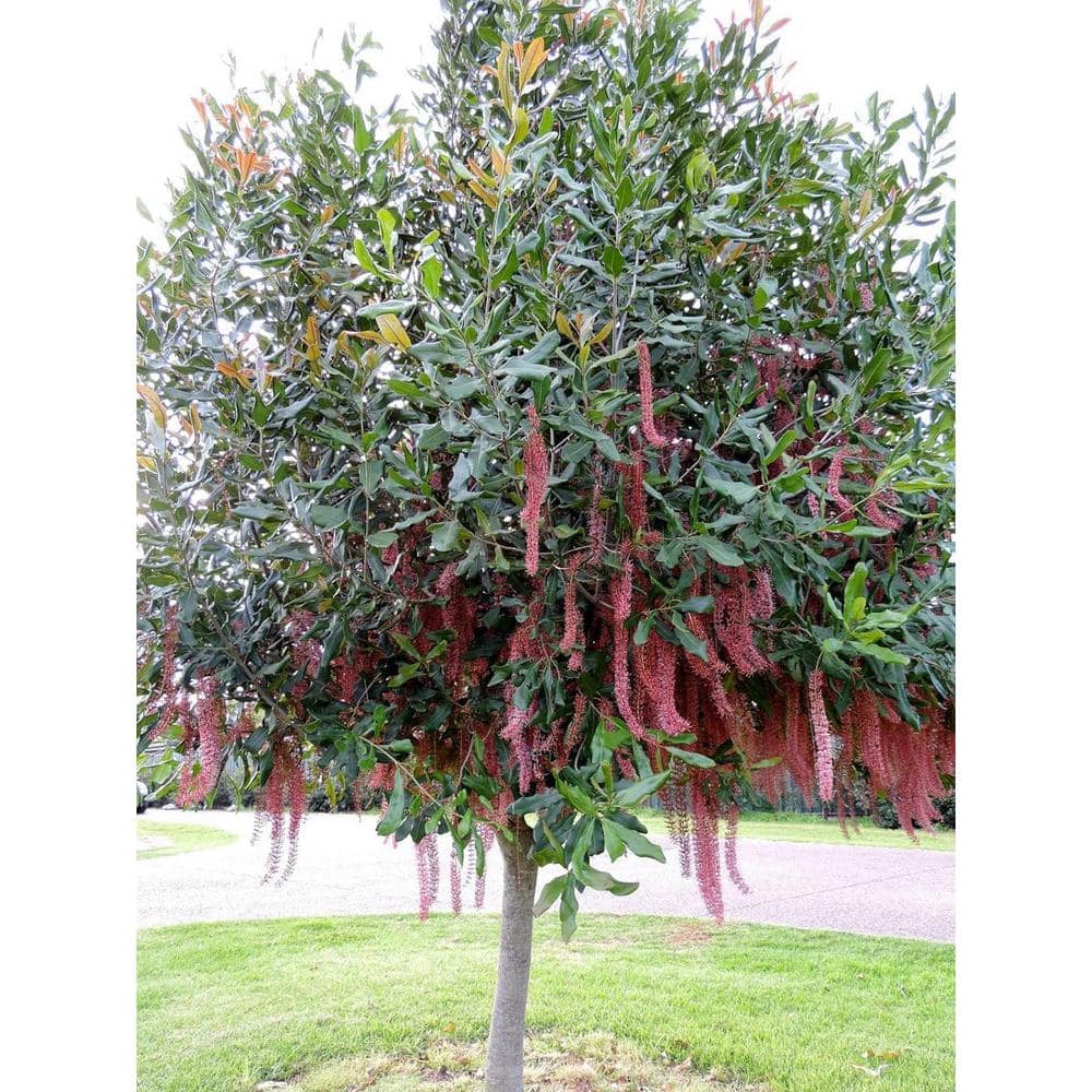 Wekiva Foliage Beaumont Macadamia Nut Tree-Live Plant in a 1 Gallon Pot ...