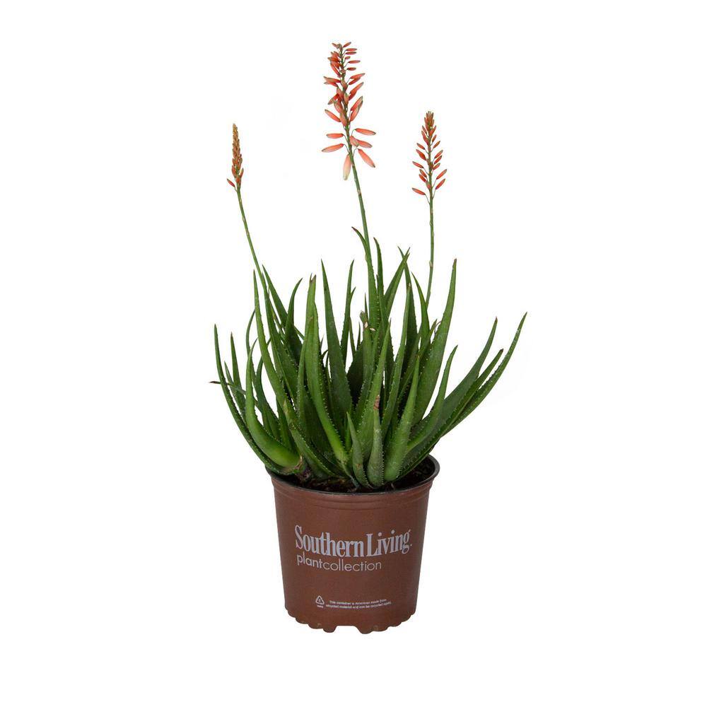 SOUTHERN LIVING 2.5 Qt. Safari Rose Aloe with Rose-Pink Flowers 0305Q ...