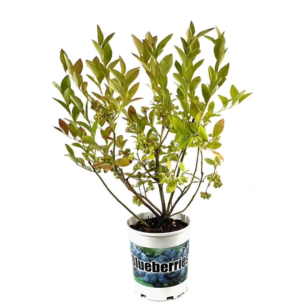 2.5 qt. Toro Blueberry Live Plant with Large, Sweet Berries O893701 ...