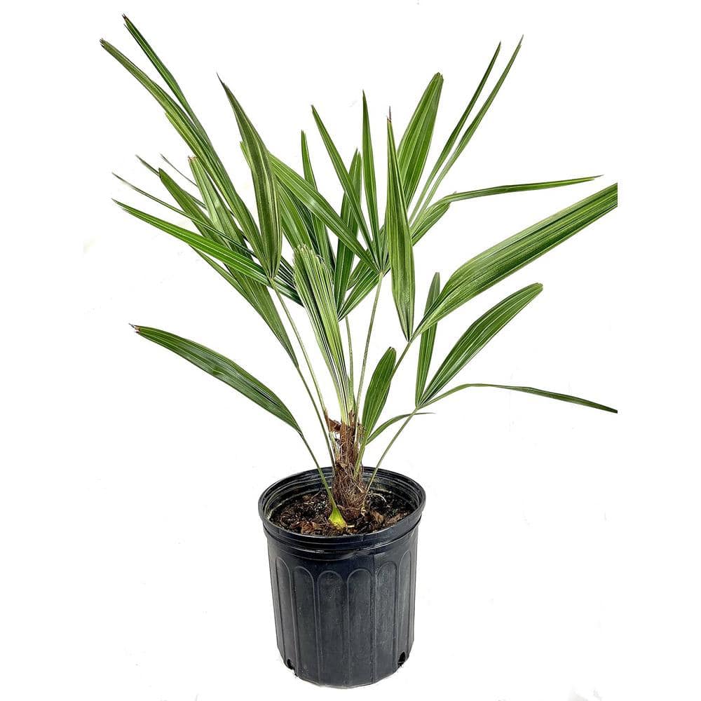 Wekiva Foliage Needle Palm-Live Plant in a 10 in. Growers Pot ...
