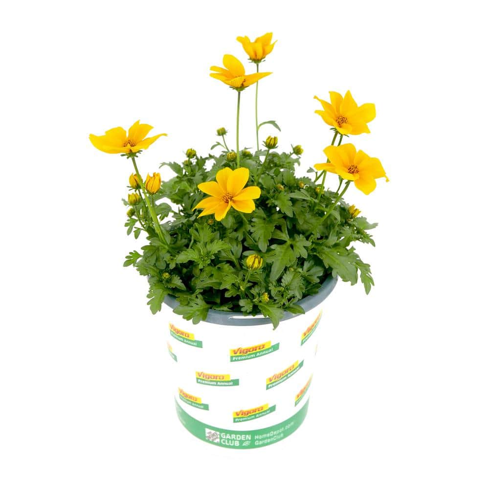Vigoro Annual Bidens Yellow 1.0 QT 1580 - The Home Depot