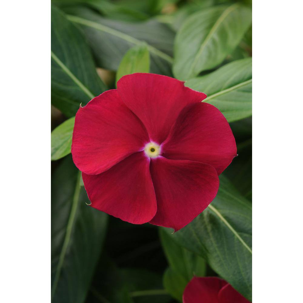 BELL NURSERY 1.25 qt. Red Vinca Annual Live Plant, Red Flowers, (4-Pack ...