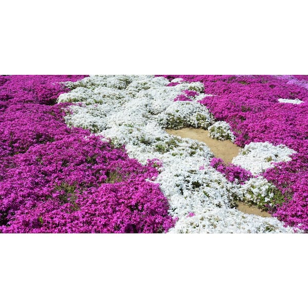 Dark Blue Creeping Phlox