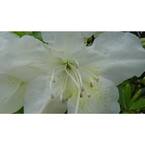 SEASON TO SEASON 2 Gal. Red Tiara Deja Bloom Azalea Flowering Shrub ...