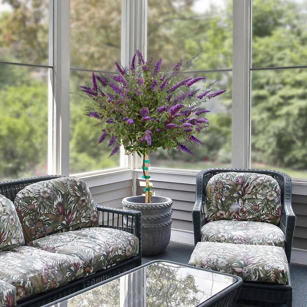 national PLANT NETWORK 1 Gal. Tree-Form Buddleia Black Knight with Dark ...