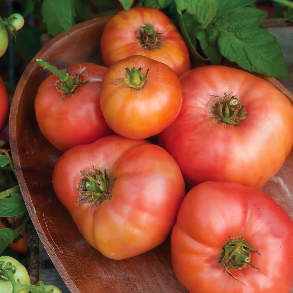 national PLANT NETWORK 2.5 in. Tomato Pink Brandywine Plant (3-Pack ...