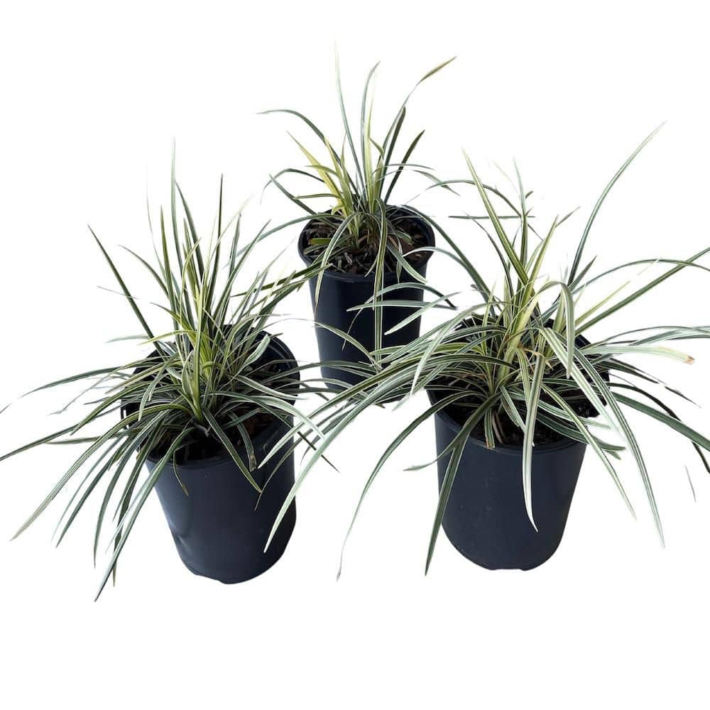 OnlinePlantCenter 1 gal. Aztec Variegated Lilyturf Liriope Grass Plant ...
