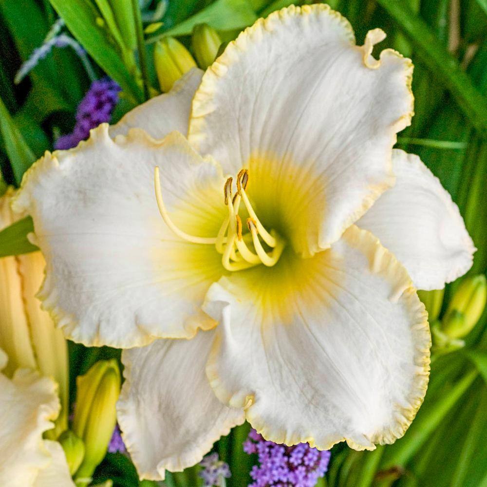 Spring Hill Nurseries 1 Gal. Pot, Early Snow Daylily, Potted Deciduous ...