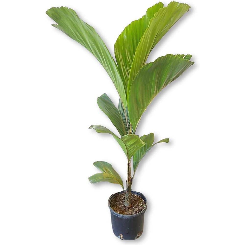 Wekiva Foliage OBI Island Palm-Live Plant in a 3 Gallon Growers Pot ...