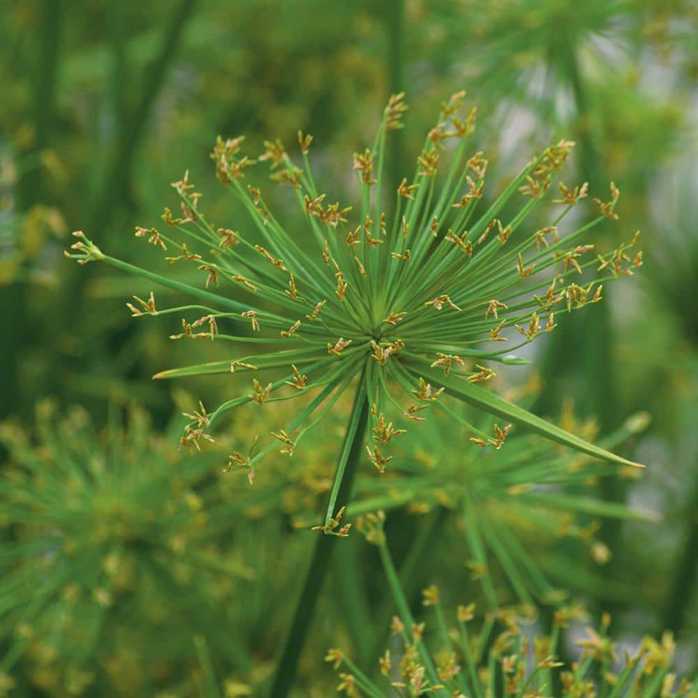 ALTMAN PLANTS 1 Gal. Cyperus Papyrus Cleopatra Umbrella Sedge Perennial ...