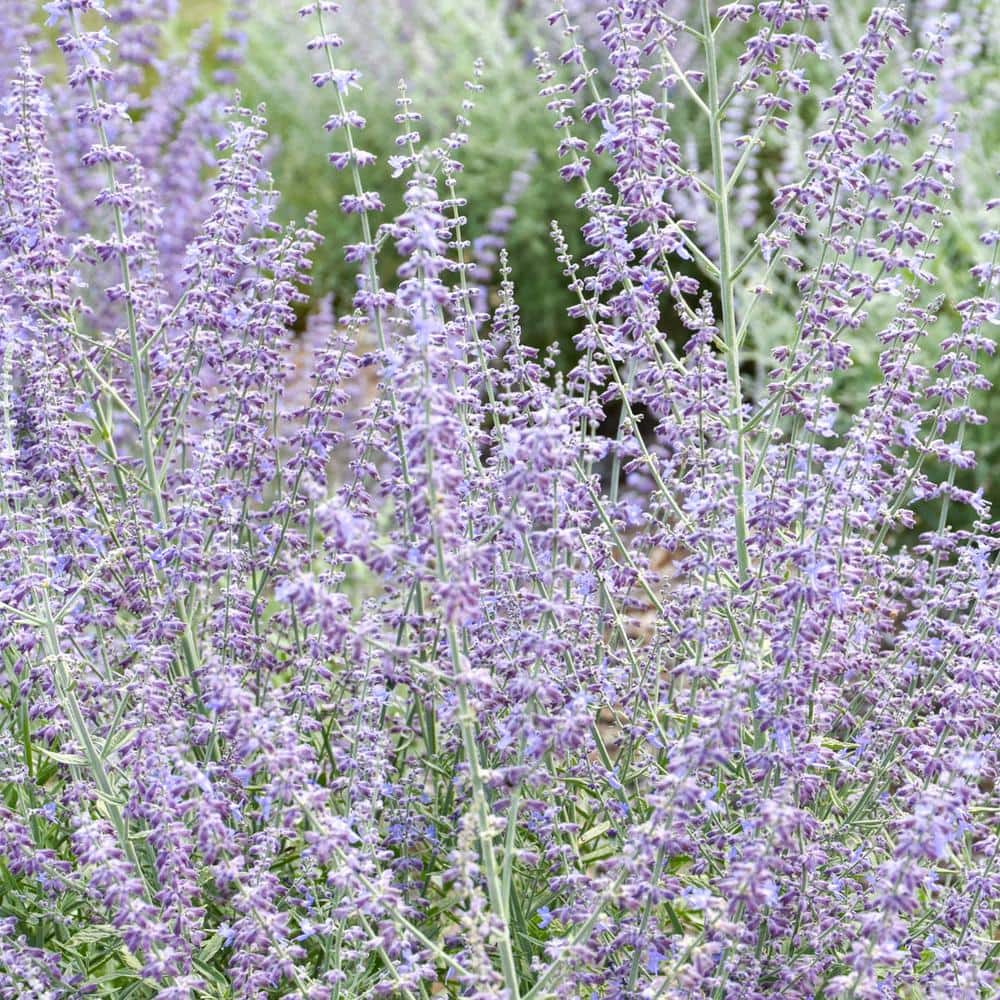 Spring Hill Nurseries Prime Time Sage Perovskia Dormant Bare Root ...