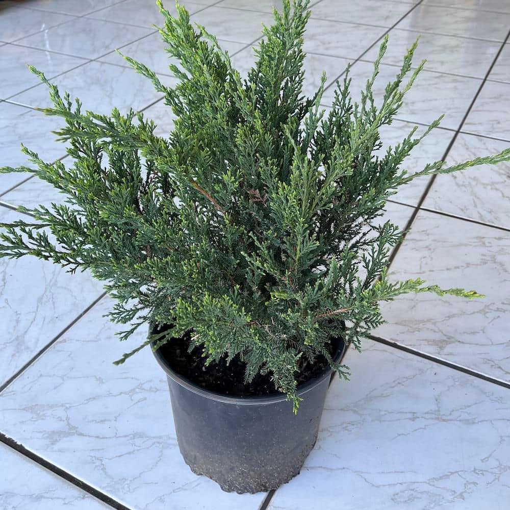 OnlinePlantCenter 3 Gal. Sea Green Juniper Non-Flowering Shrub JUN042G3 ...