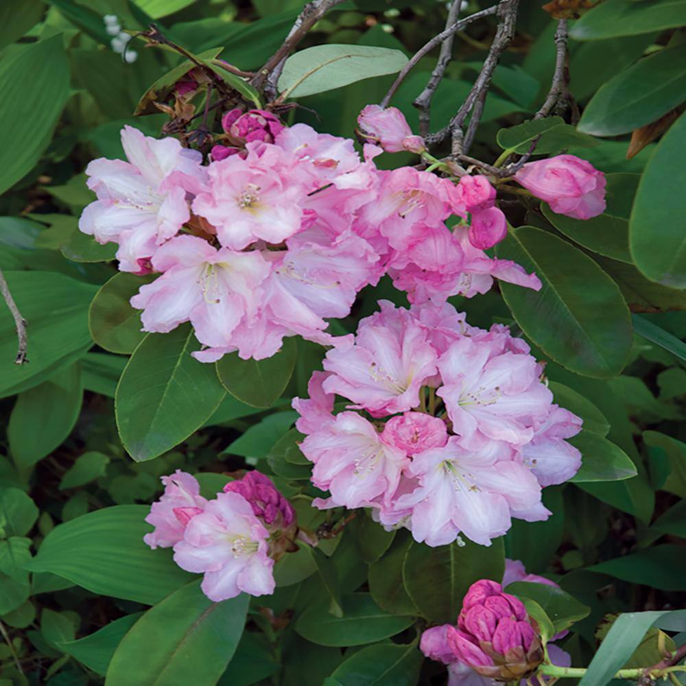 Reviews for 11.5 in. #3 Rhododendron Shrub with Pink Flowers | Pg 1 ...