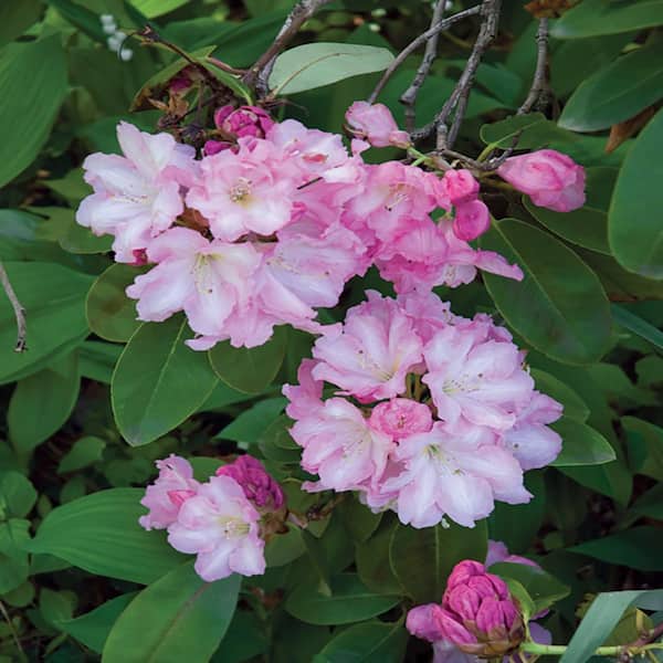 Reviews for 11.5 in. #3 Rhododendron Shrub with Pink Flowers | Pg 1 ...