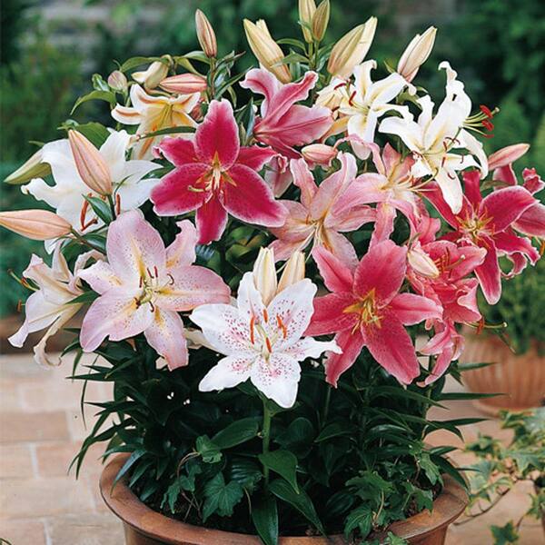 Breck's Oriental Lily Border Mixed Bulbs (10-Pack) 1445 - The Home Depot