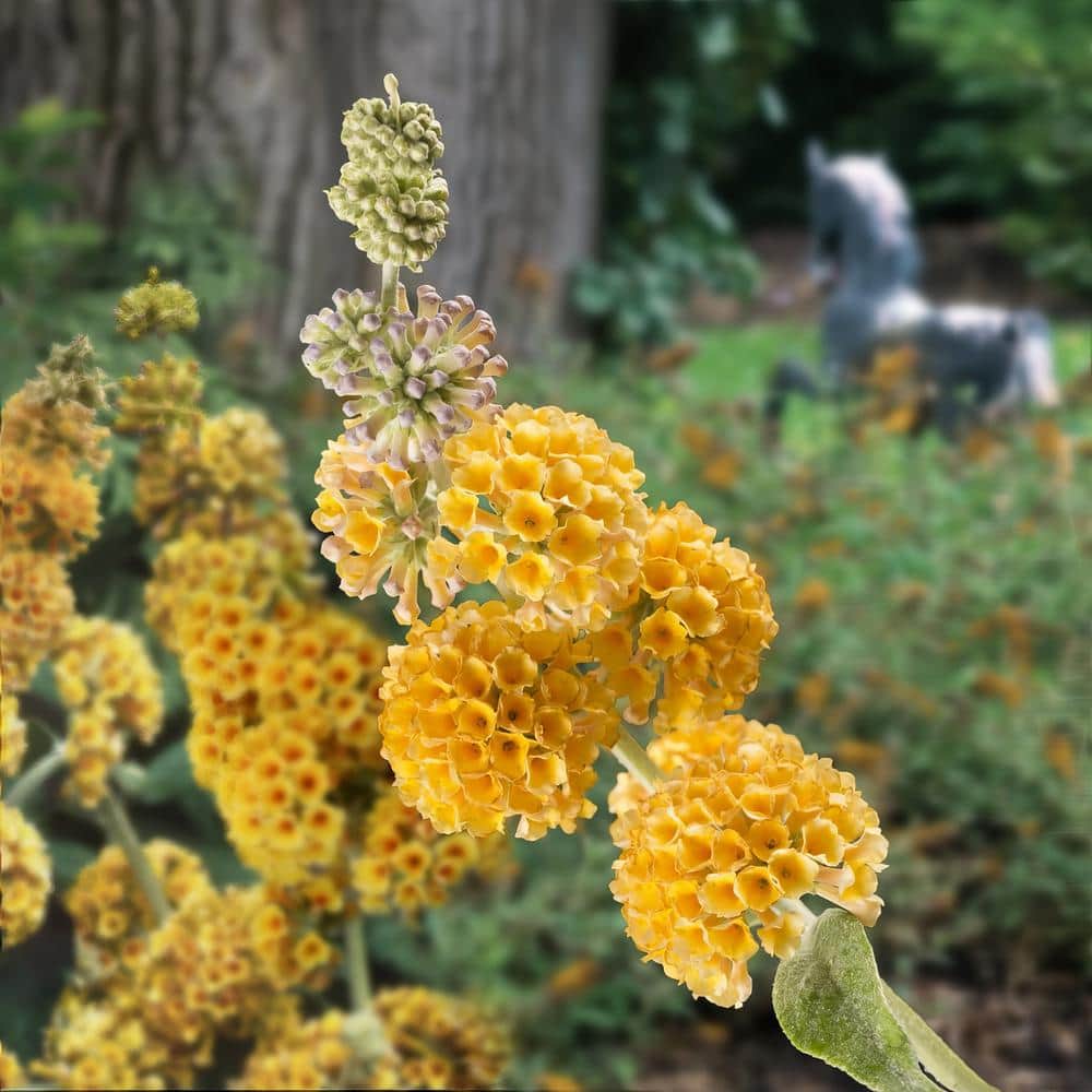 national PLANT NETWORK 3 gal. Buddleia Honeycomb Shrub with Yellow ...