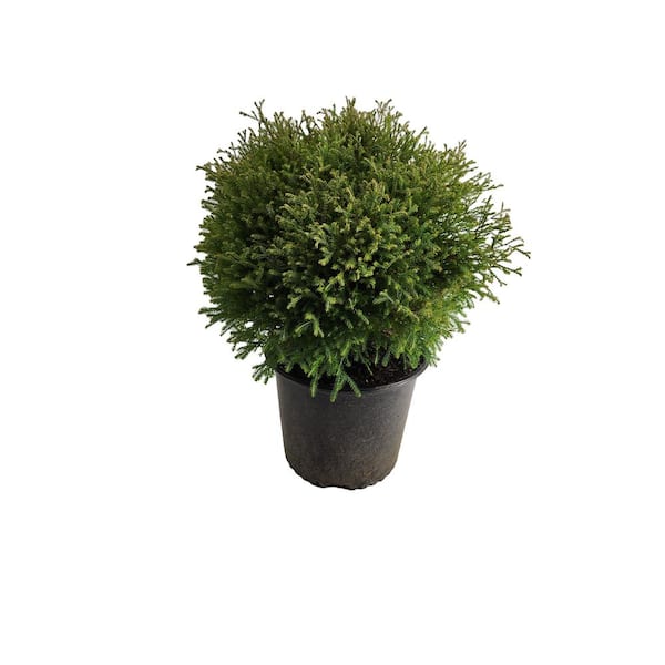 PROVEN WINNERS 1 gal. Whip It Good Arborvitae (Thuja Occidentalis) Live Non-Flowering Shrub ...