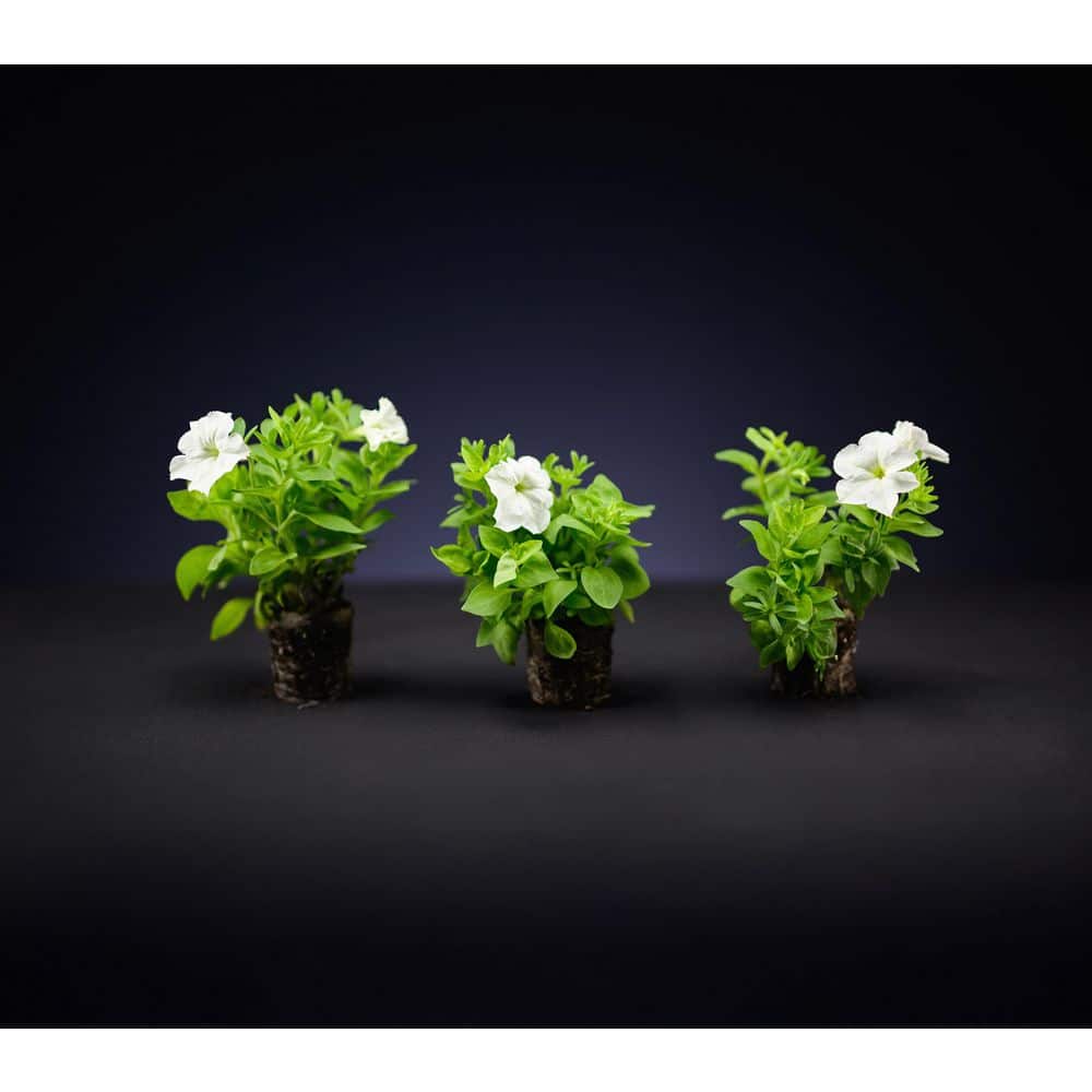 Costa Farms Firefly Petunia Live Outdoor Plant In 45mm Mesh Plug Avg