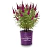 FIRST EDITIONS 3 Gal. Funky Fuchsia Butterfly Bush Flowering Shrub with Fragrant Reddish-Pink ...